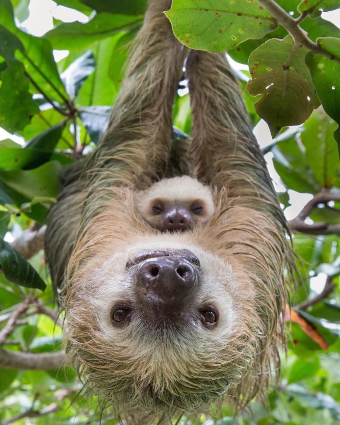 La Passerelle Conservation | The Sloth Conservation Foundation