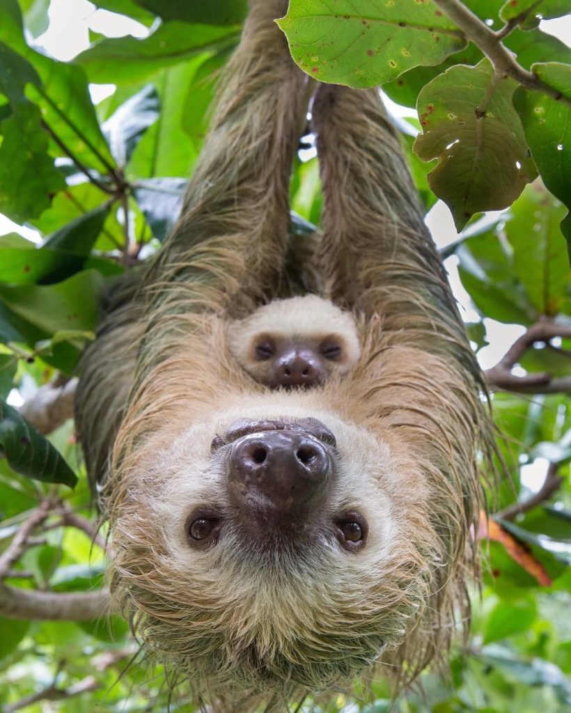 La Passerelle Conservation | The Sloth Conservation Foundation